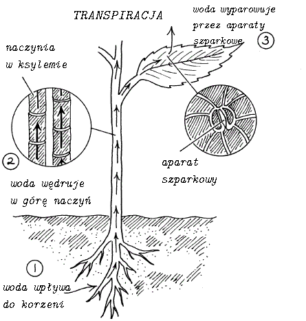 O biologii: TRANSPORT U ROŚLIN