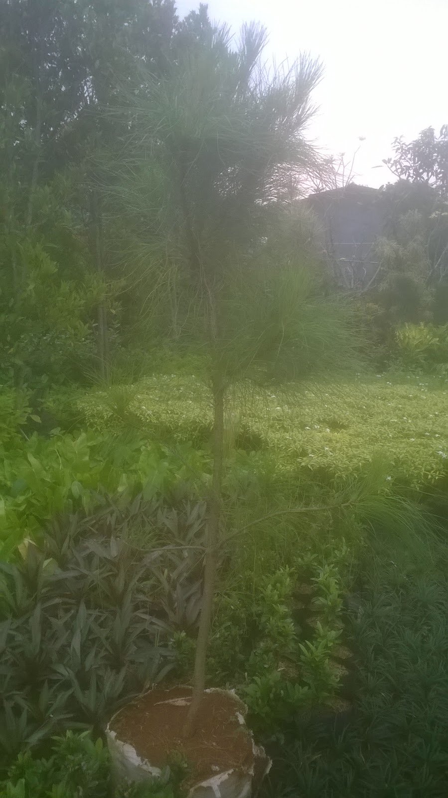 Jual pohon cemara angin | cemara lilin | cemara norfolk | cemara udang ...