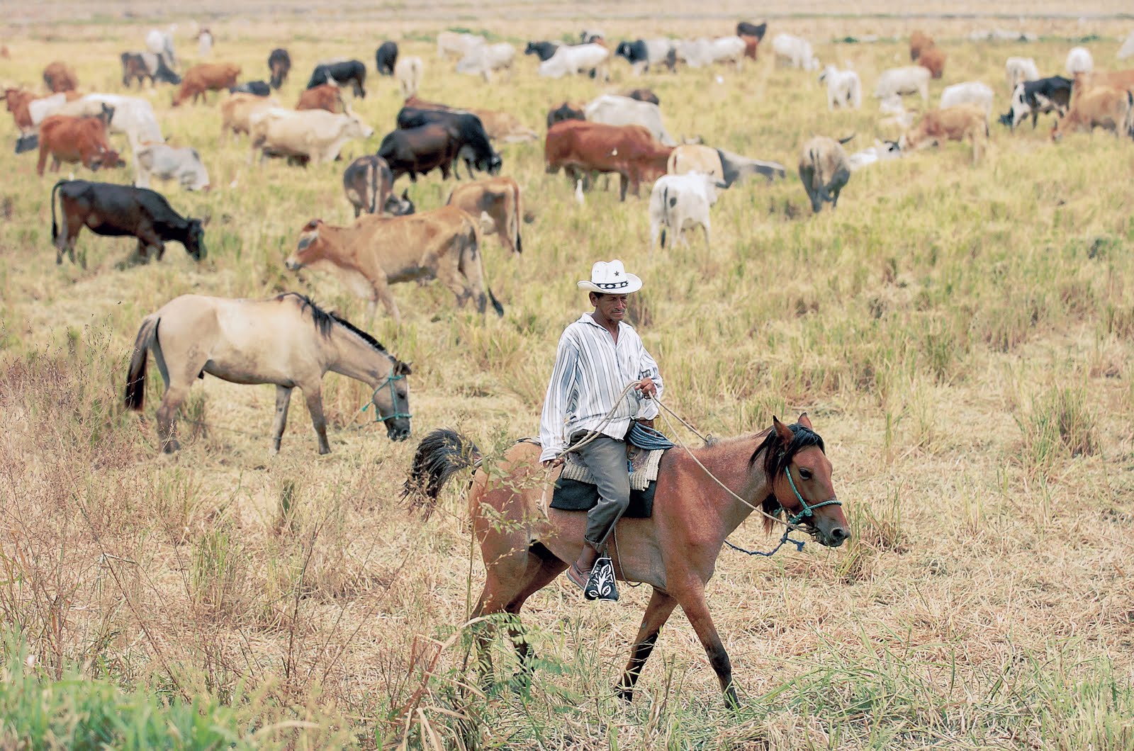 samborondon: CANTÓN SAMBORONDÓN