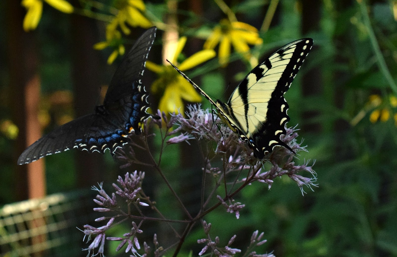 Using Georgia Native Plants: Beyond Black Swallowtails
