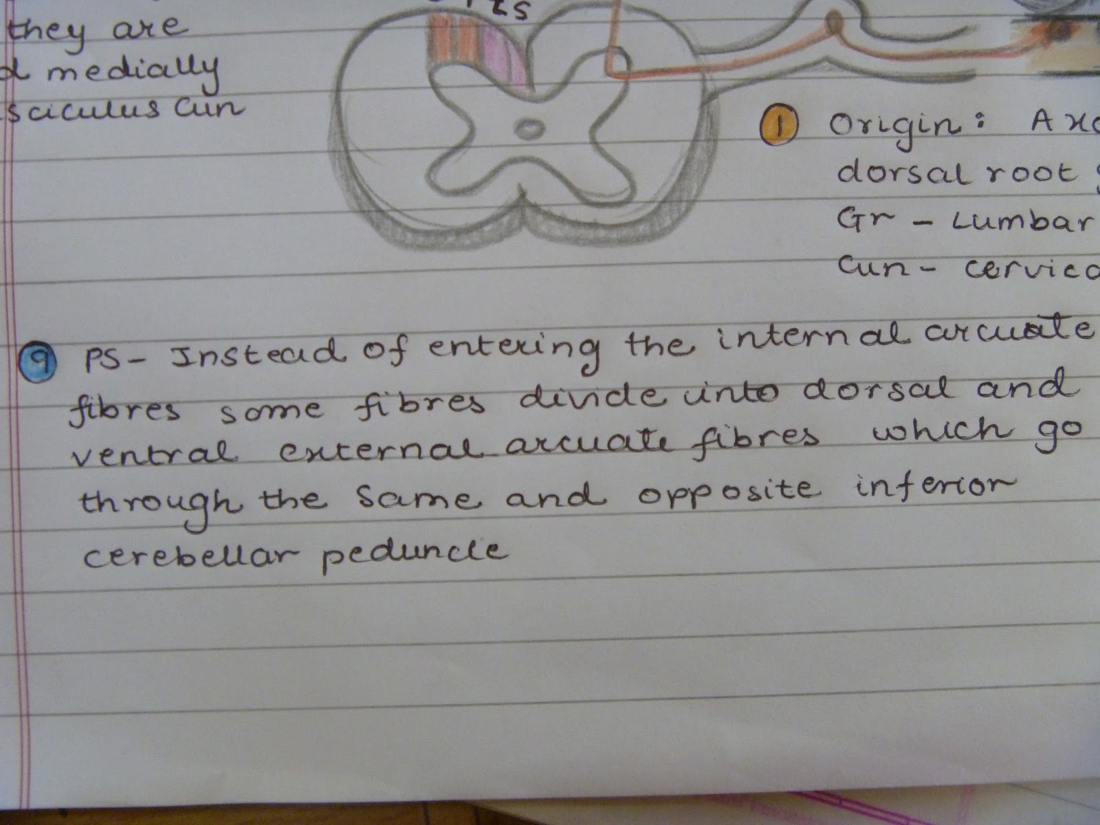 Medicowesome: Fasciculus gracilis and cuneatus