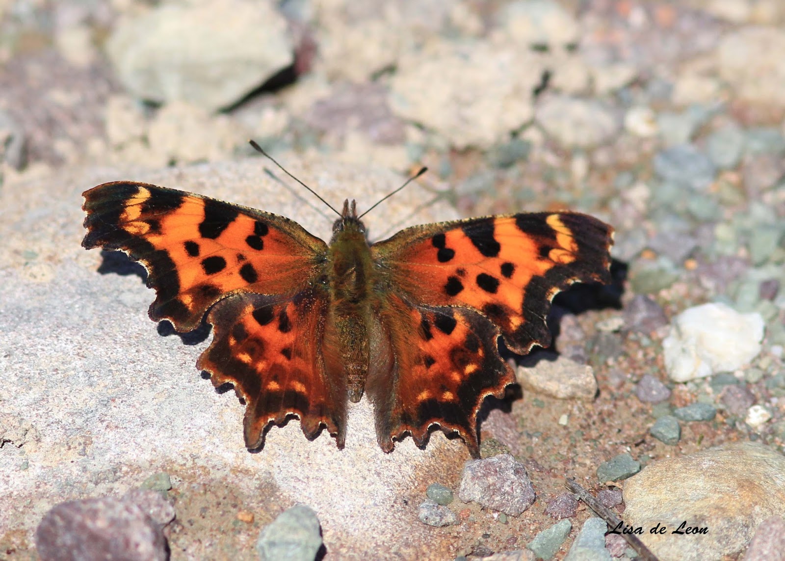 Birding with Lisa de Leon: Green Comma Butterfly