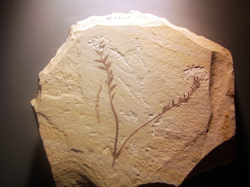 Palaeos, la historia de la Vida en la Tierra: enero 2014