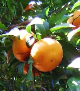 Amanda's Happy Hearth: In Love with Mandarin Oranges