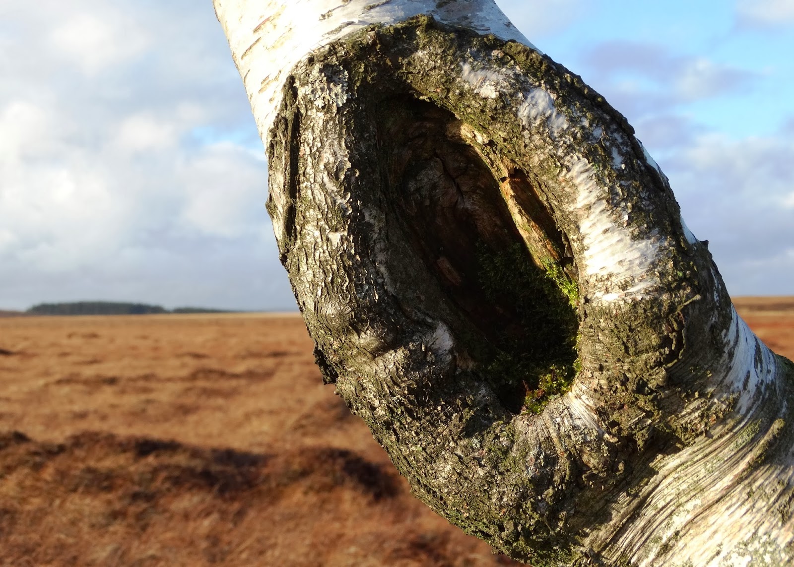 Yorkshire Pudding: Tree