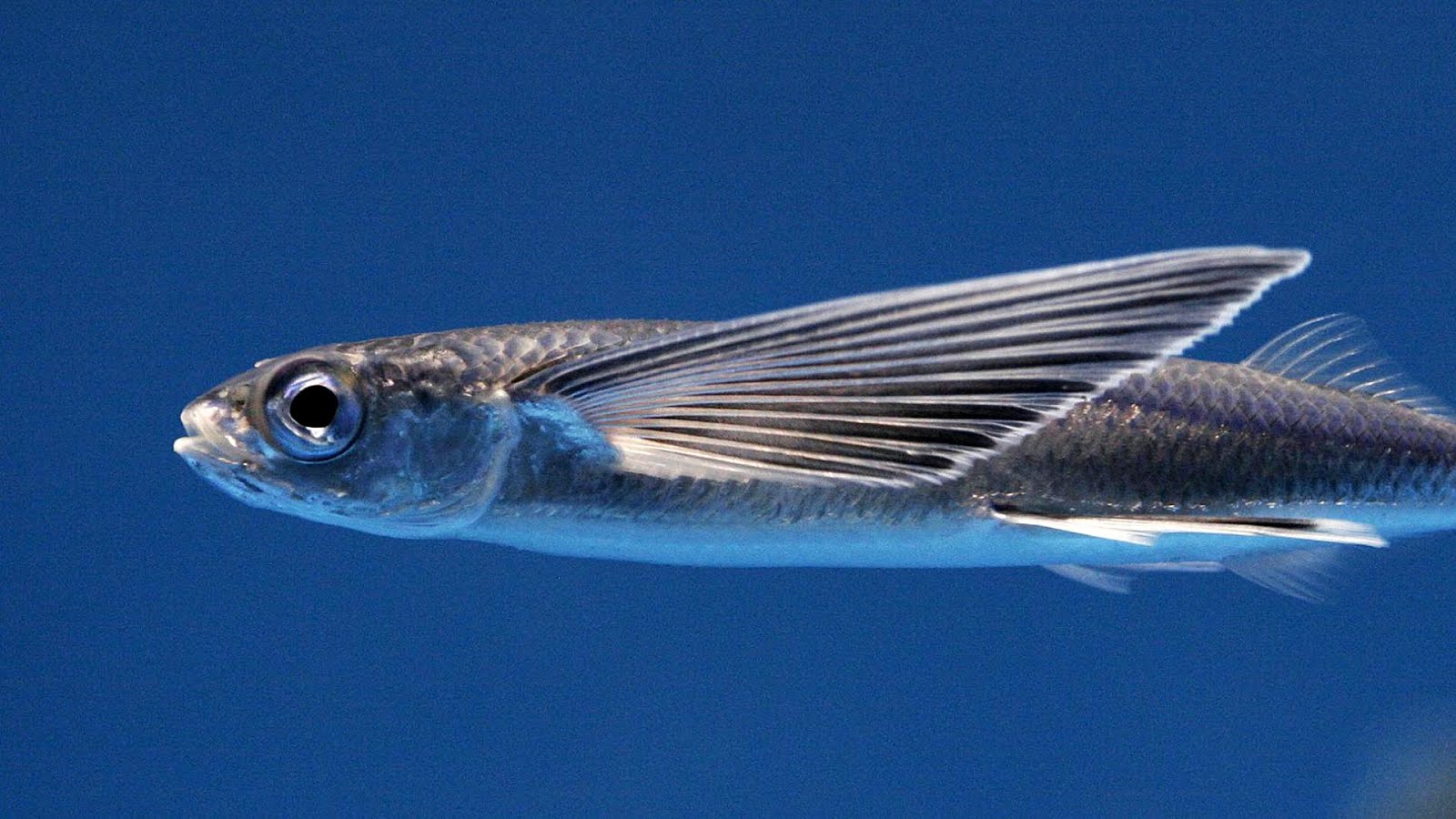 Facts About Flying Fish Fish Choices facts-about-flying-fish-fish-choices