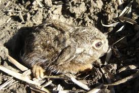 Fauna Patagonia: Liebre (Lepus europaeus)