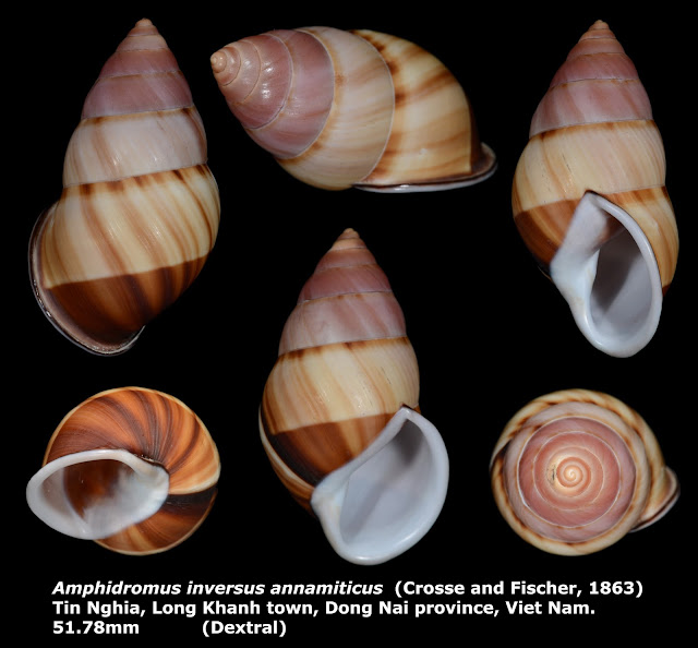 Dr. Lee's Gallery Museum: Amphidromus inversus annamiticus 51.78mm ...