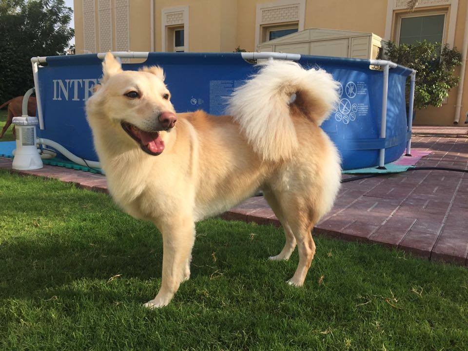 Wild born Canaan dogs of Saudi Arabia: Update on the genetic study of ...