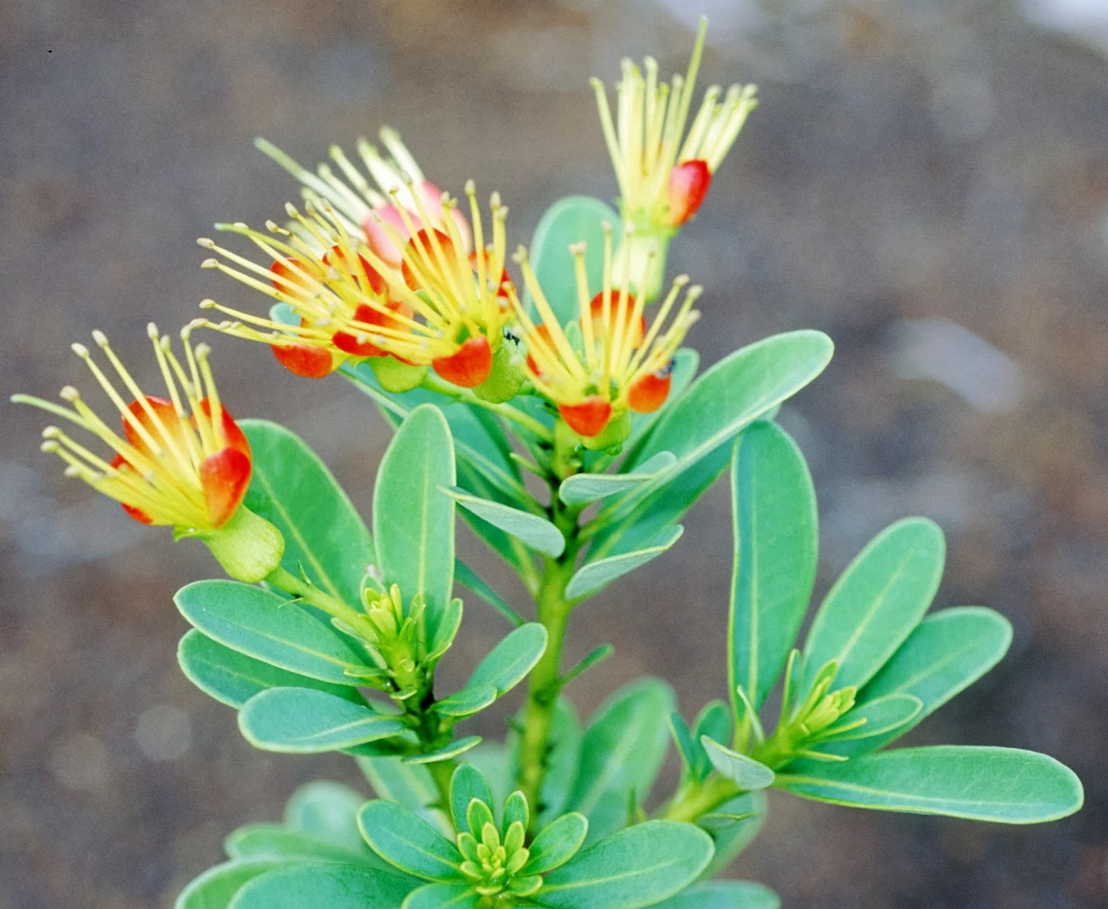 Xanthostemon is a hot plant