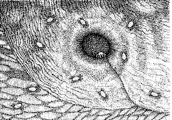 Rosa Rubicondior: The Slug Mite - What is it FOR Exactly?