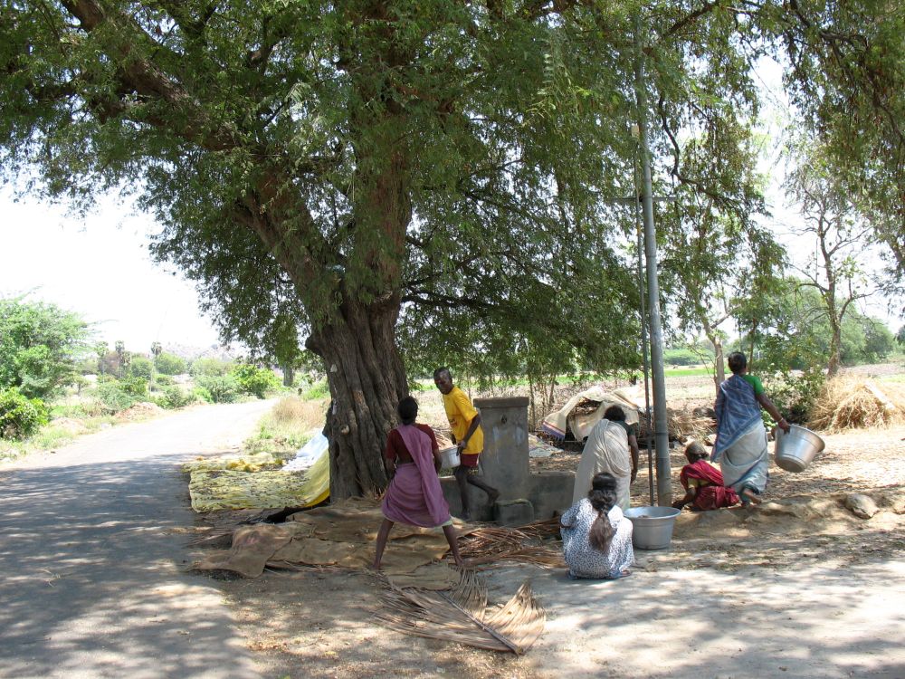 Tamarind Tree - ARUNACHALA LAND