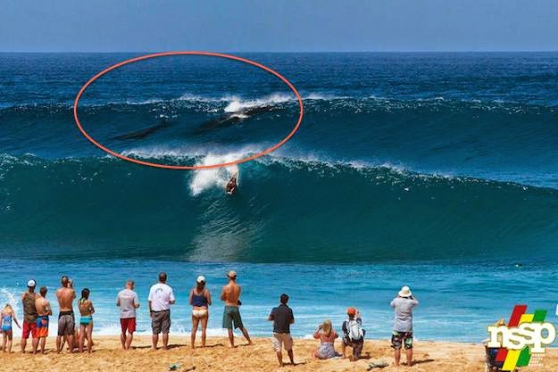 Oahu Photos: Surfing Whales at Pipeline