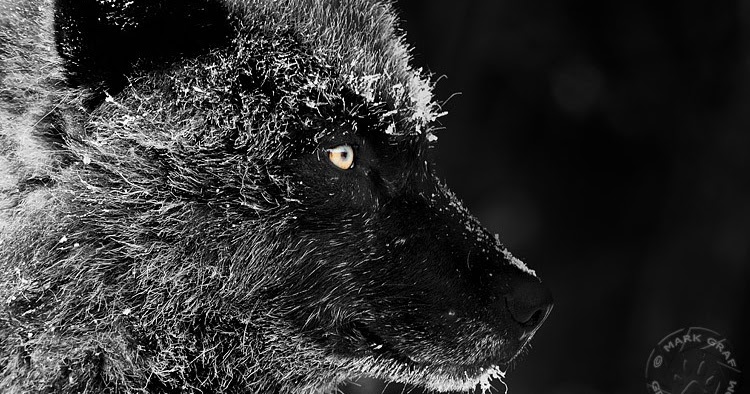 White Wolf : Fascinating Wolf Pictures Captured By Michigan ...