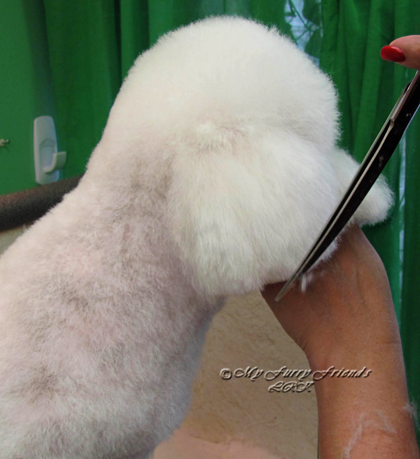 Pet Grooming: The Good, The Bad, & The Furry: Scissoring Ears to the ...