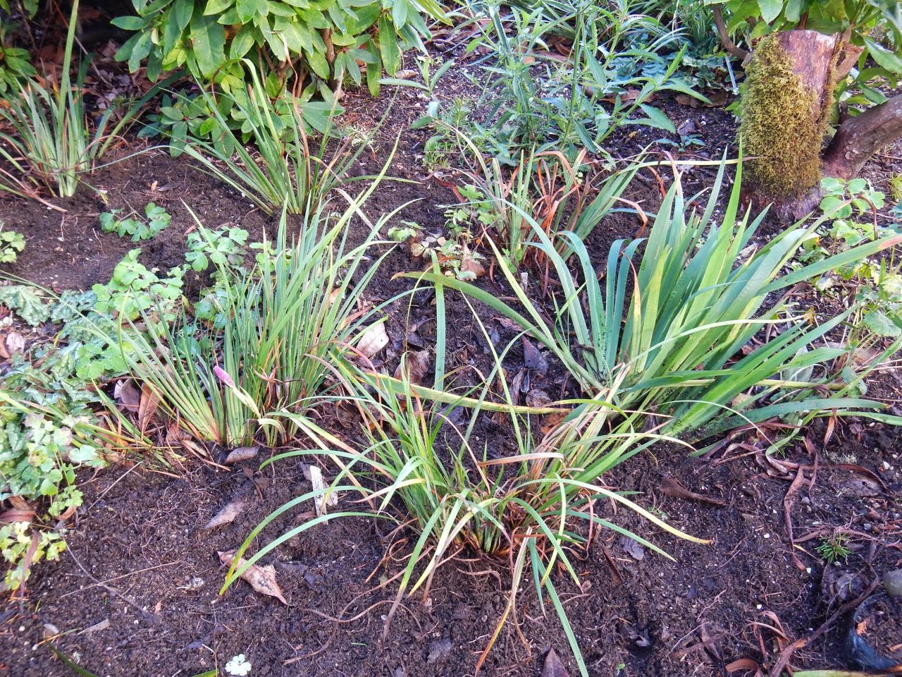 World of Irises: Lifting, Dividing, and Transplanting Pacifica Iris