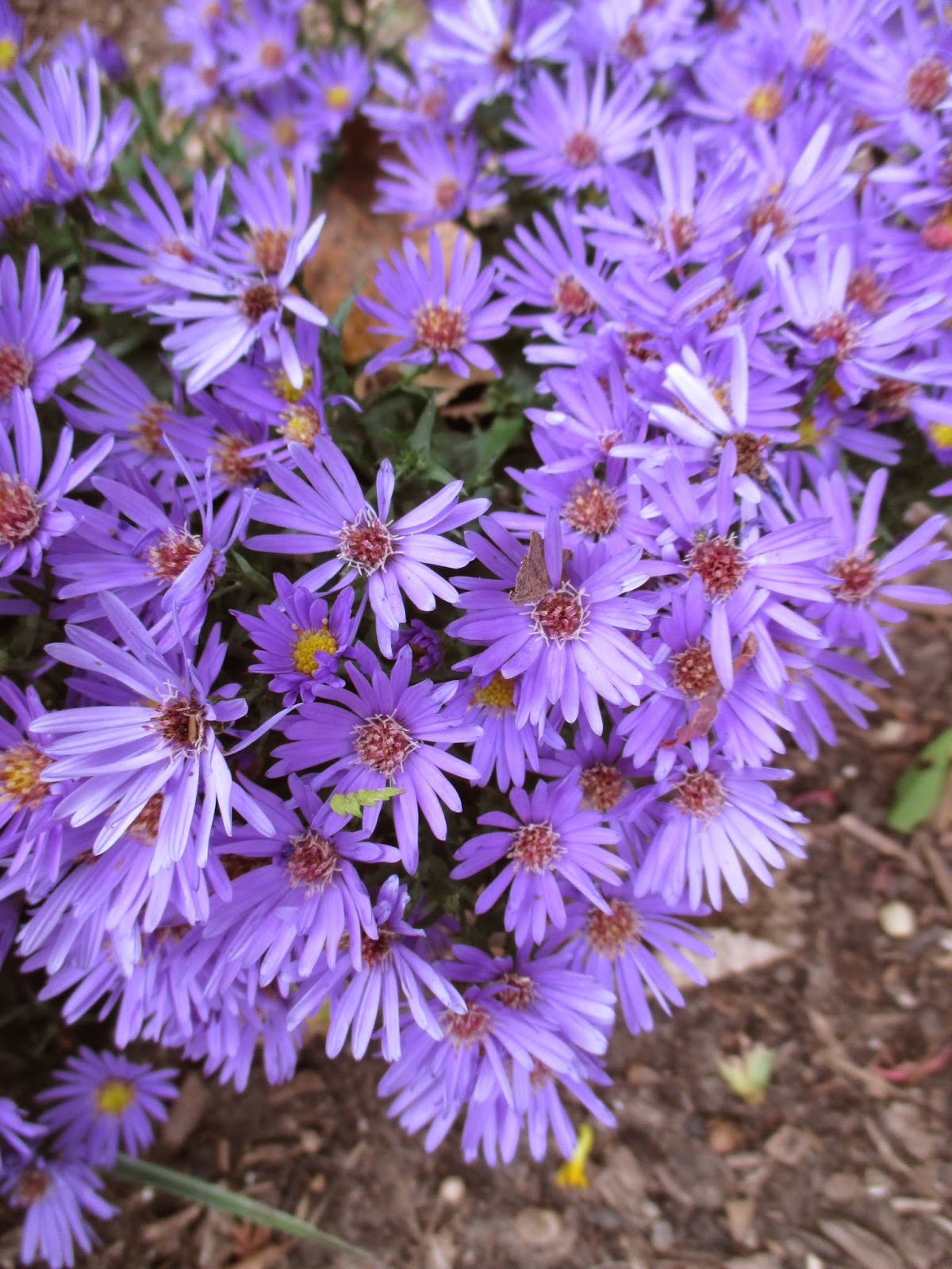 Rotary Botanical Gardens - Hort Blog: A Special Birthday