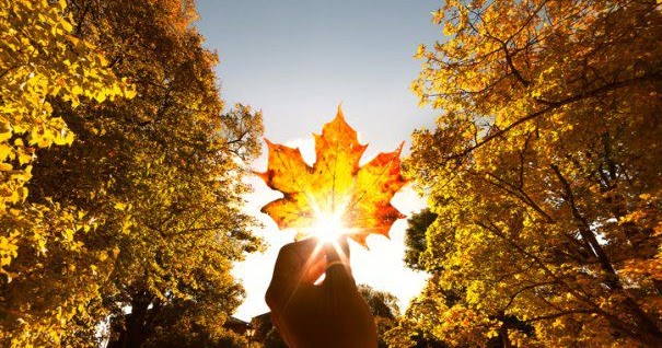 TOAMNĂ ce reprezinta ce semnifica ce simbolizeaza - Interpretare Vise