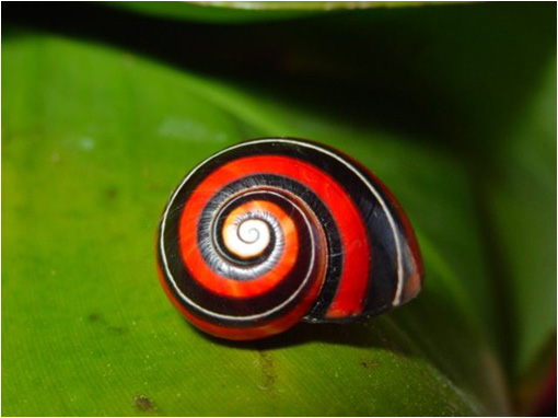 100tificas: Polymita picta : el Caracol Arcoirirs