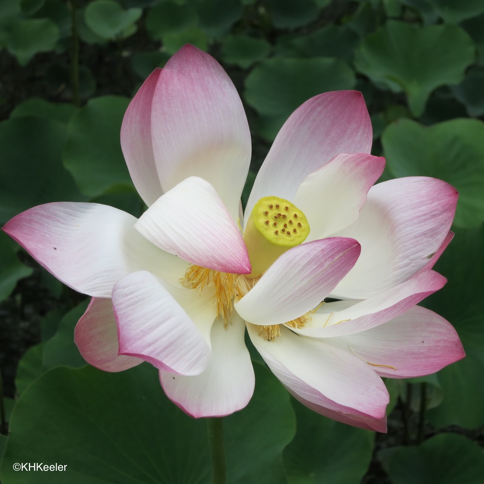 Plant Story--the Exquisite Lotus - Patriots