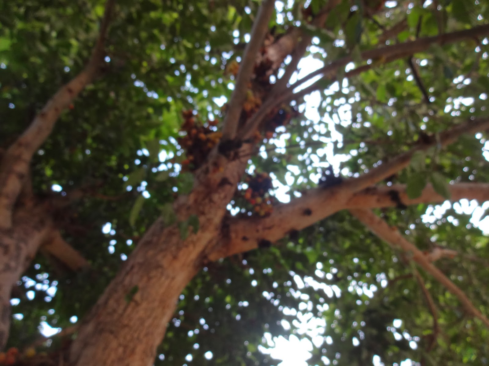 Plants of Lahore - Pakistan: Pilkhan tree- A magnificent joy!