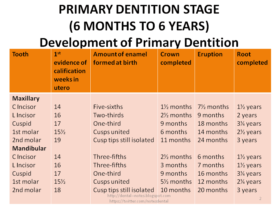 Dental Notes: Chronology of Primary and Permanent Dentition NOTES