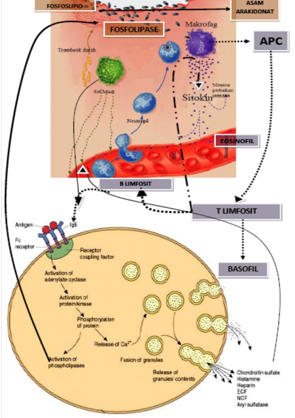 ILMU FARMASI: Mekanisme Demam dan Nyeri dan Penggolongan Obat