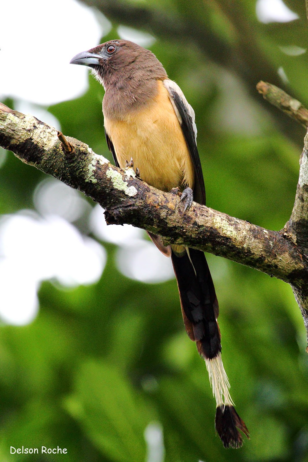 Friendly Animals: Rufous Treepie