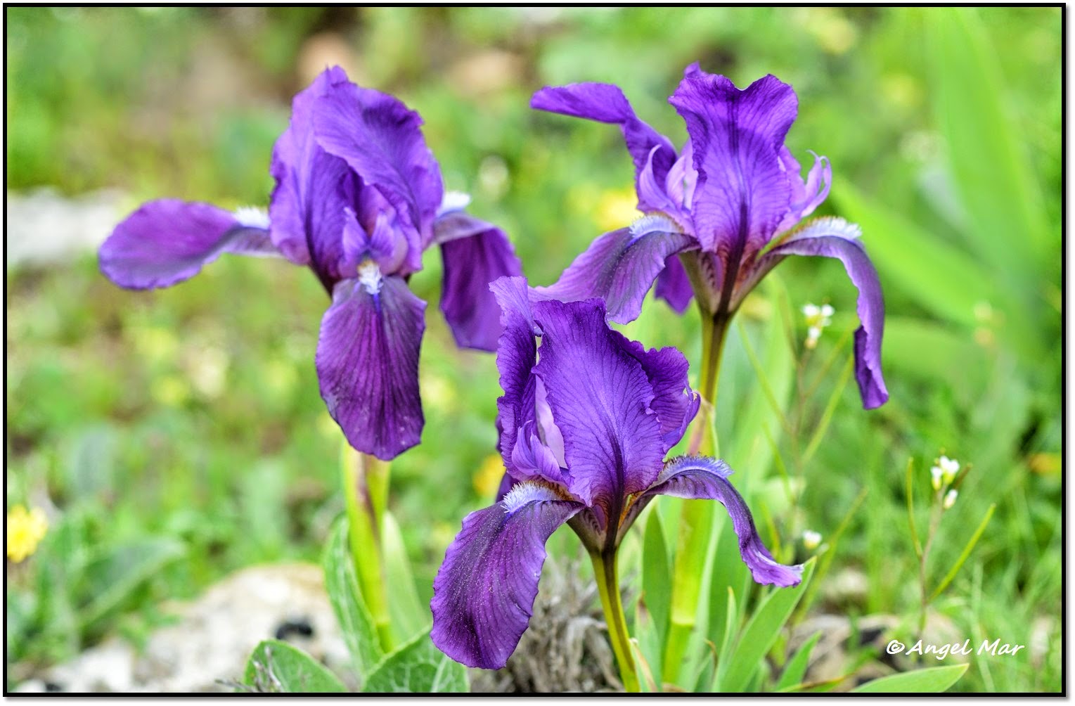Flores y Bichos ***: Lirios silvestres / Wild lilies (Iris lutescens ...