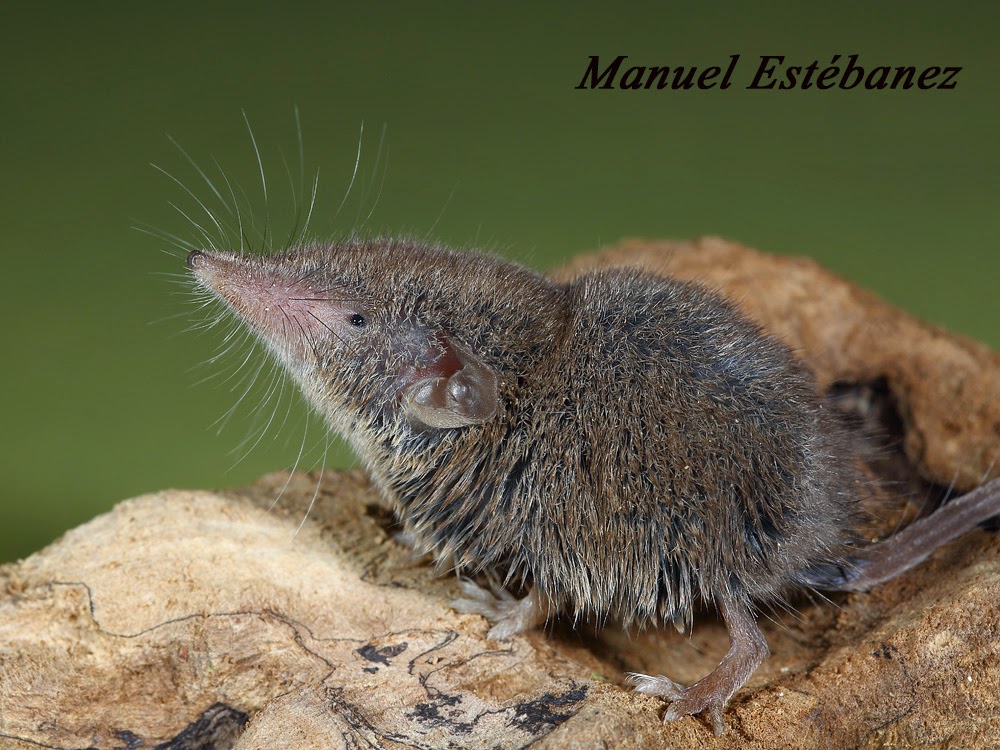 Miradas Cantábricas: Musaraña gris (Crocidura russula)