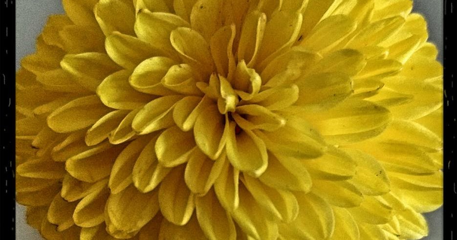 Prasanna Darog: About Chrysanthemum