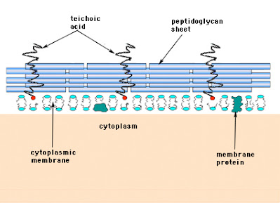 Knowledge Class: Chemical Composition of Cell