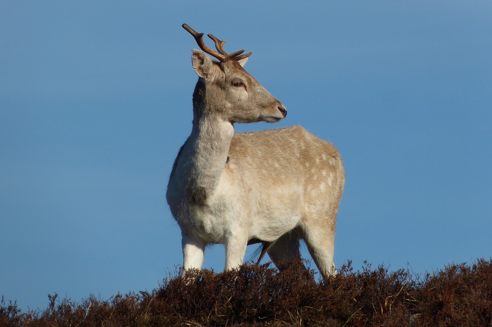 A Kilchoan Diary: White Hart