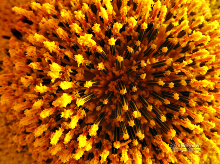 Photographis: Sun Flower story - Summer Fields in Romania