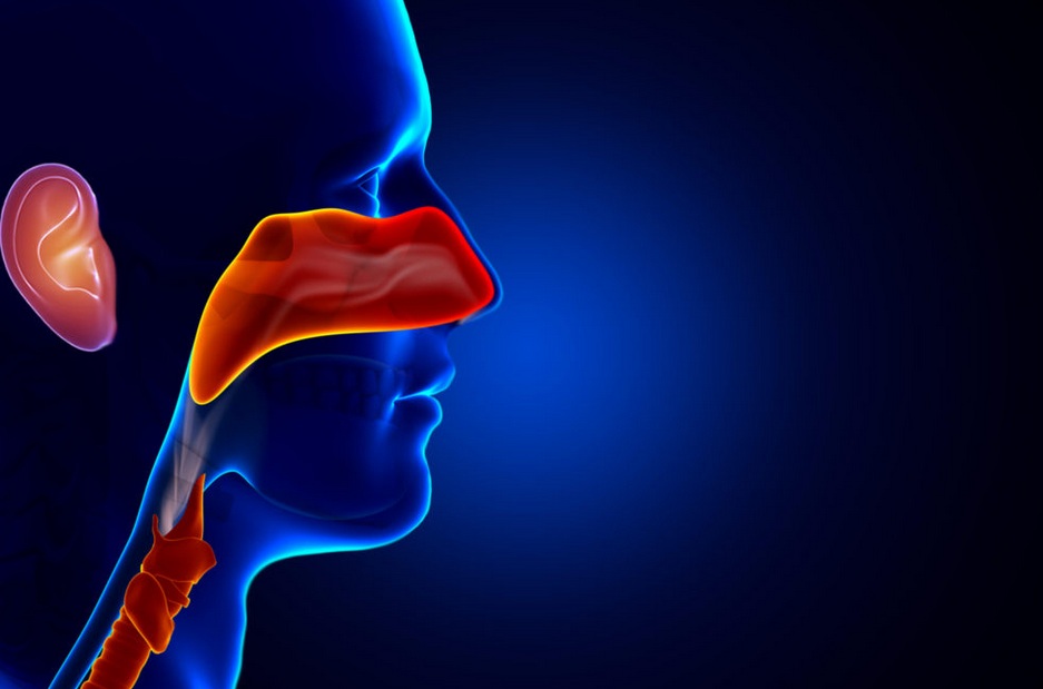 Tejas Ear, Nose and Throat, P.A.: When to See an Ear, Nose, and Throat ... Tejas Ear, Nose and Throat, P.A.: When to See an Ear, Nose, and Throat ...