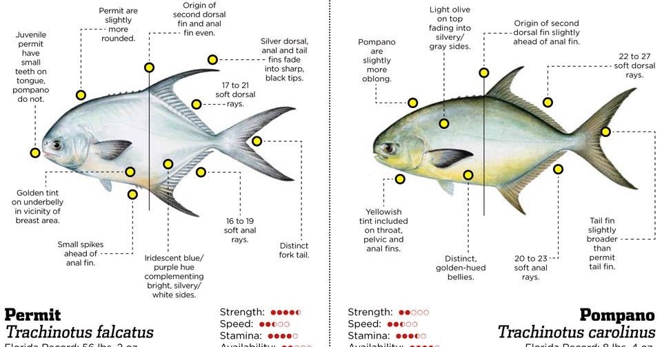 On Foot Angler: Permit or Pompano