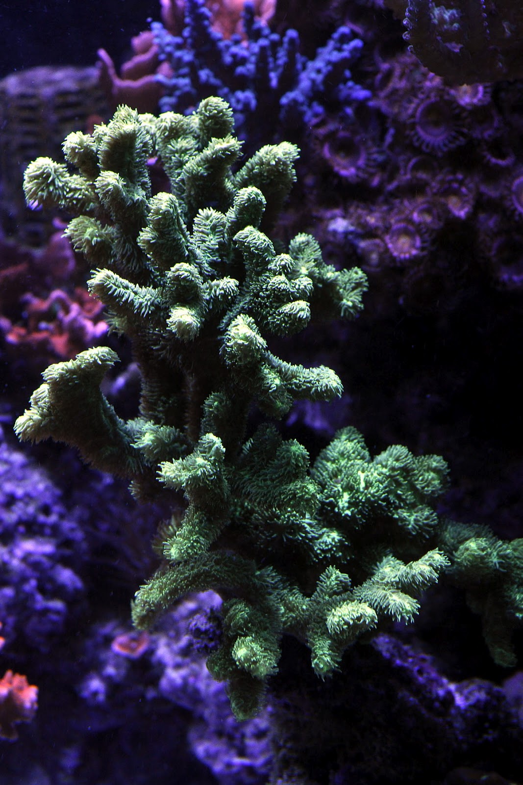 Oceanic Corals