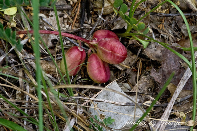 "What's Blooming Now" : Pyne's Ground Plum (Astragalus bibullatus)