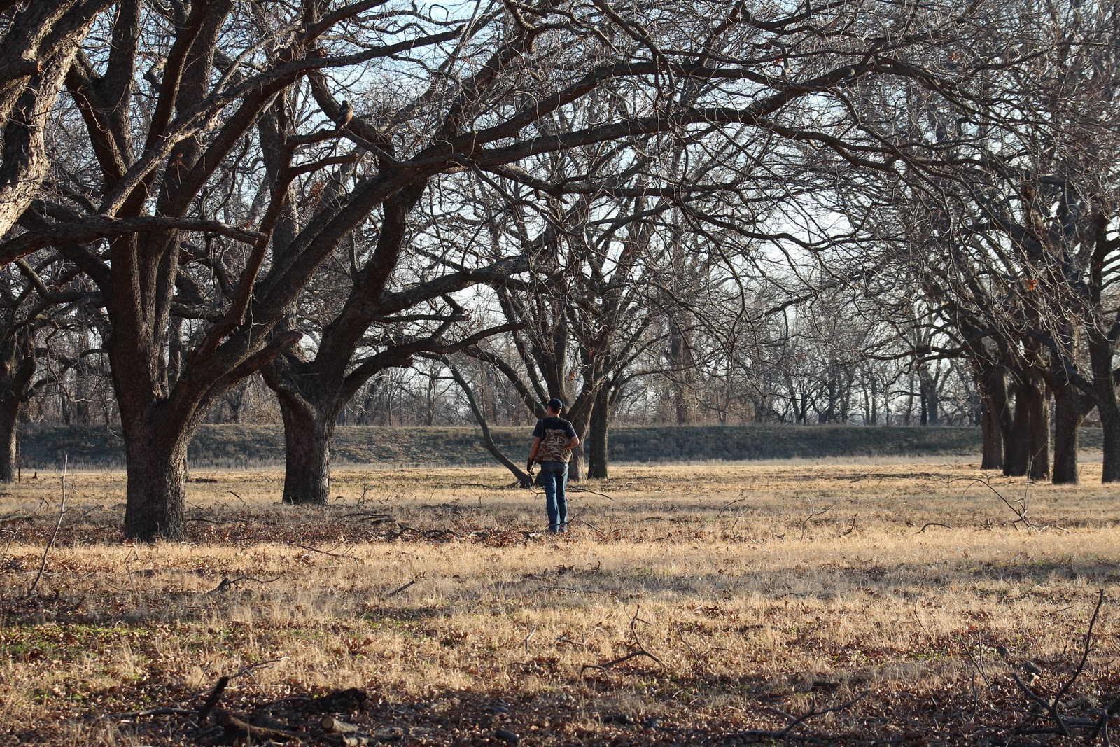 The pecan grove
