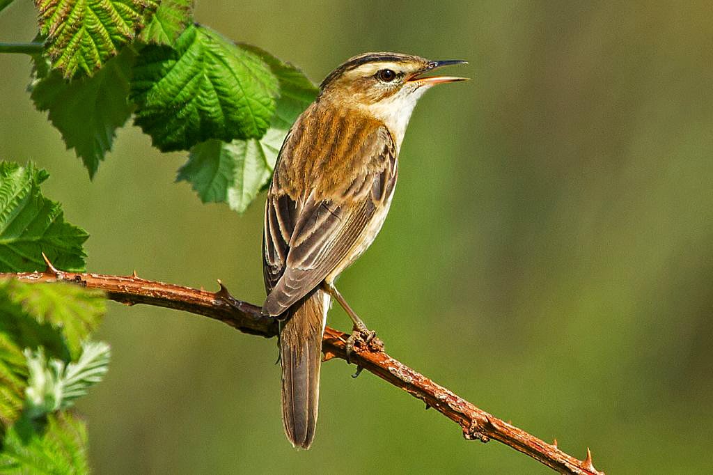 CAMBRIDGESHIRE BIRD CLUB GALLERY: Sedge Warbler