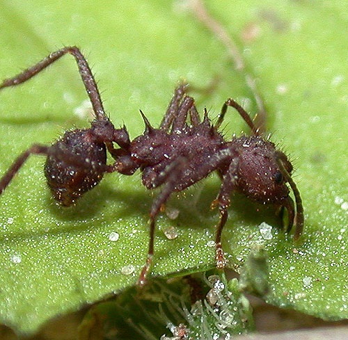 O Império Myrmex: Acromyrmex (pt)