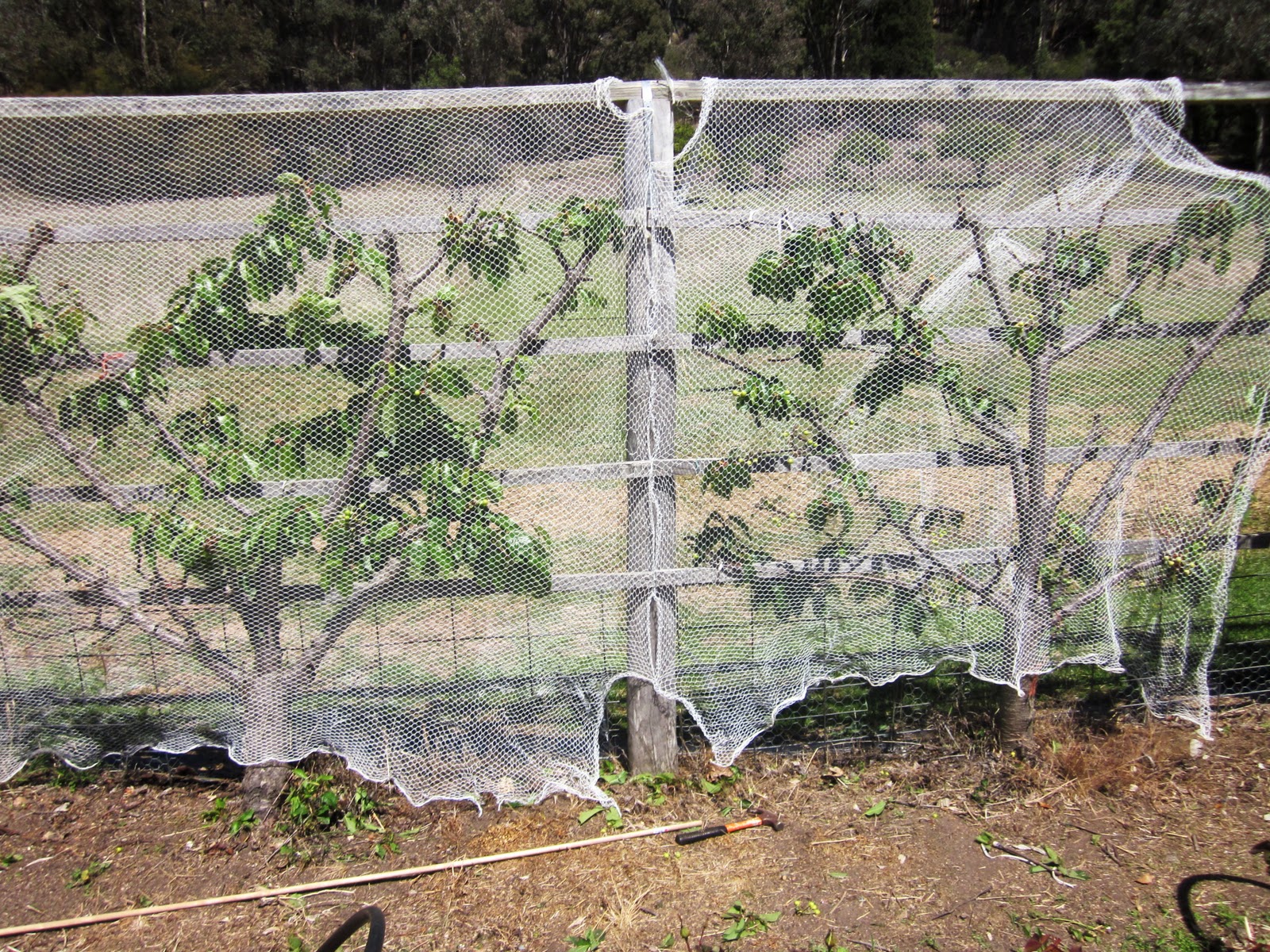 "The Drip" Mudgee: Netting the Cherry Trees