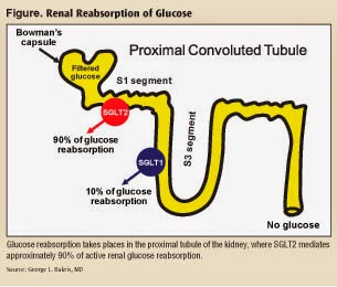 USMLE COMLEX Study Guides : First Aid Renal Physiology Part 1