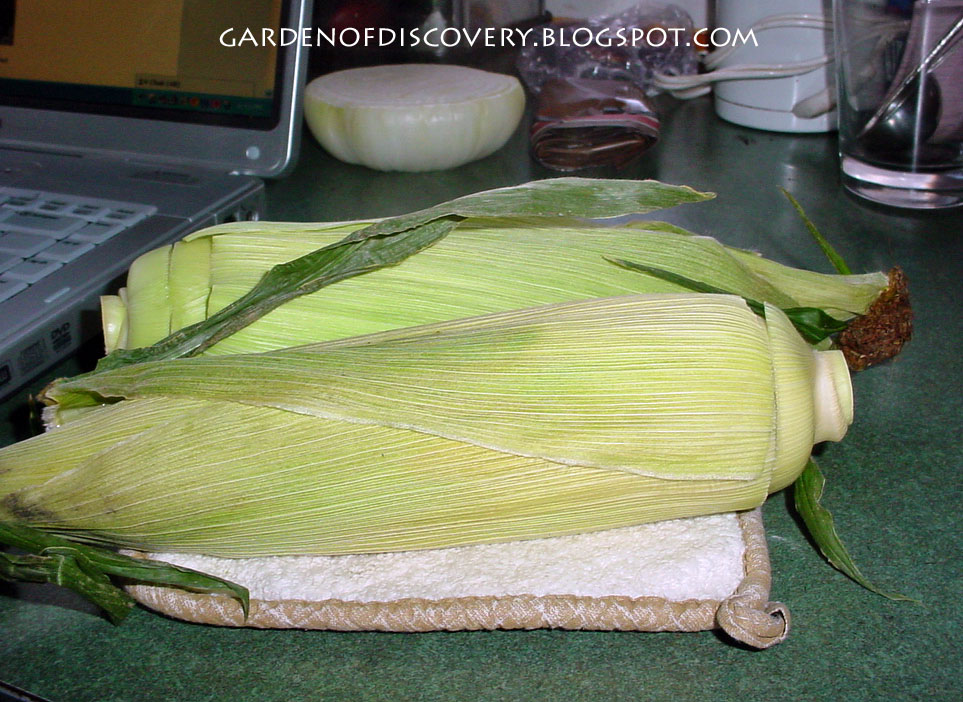 Garden of Discovery: Corn Shucking Magic...Really it is!