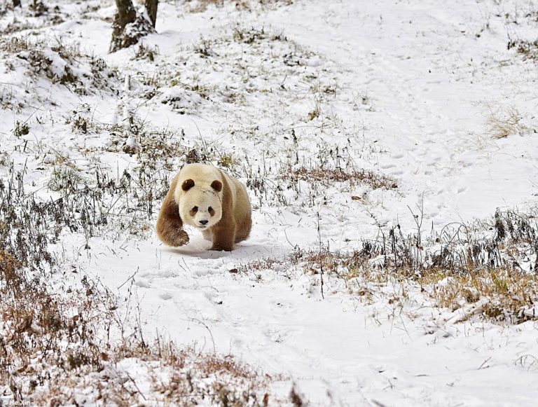 Rare Brown Panda Cub Was Found Alone And Malnourished, Possibly The ...