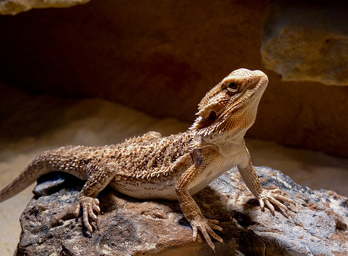 INDONESIAN REPTILE PETS: JENIS REPTILE YANG BISA DIPELIHARA