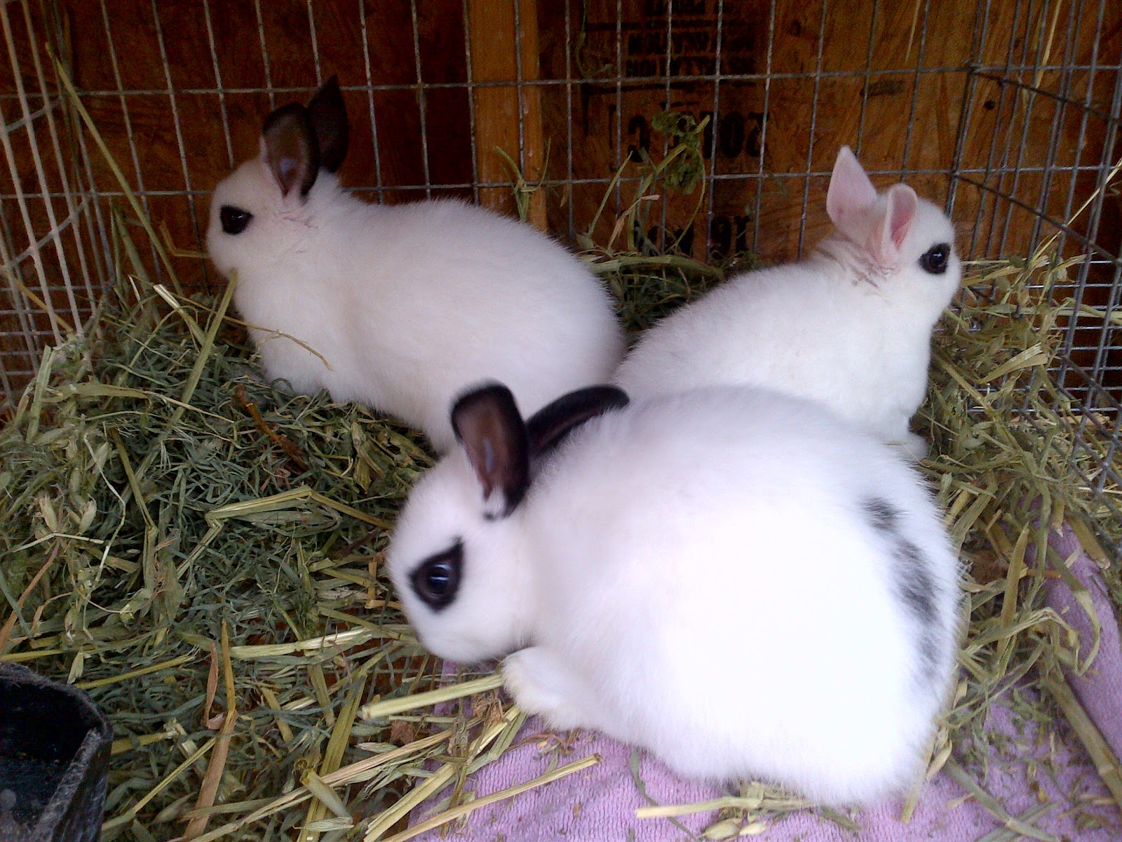 Little Rascal's Rabbitry: Rabbitry Cost Breakdown