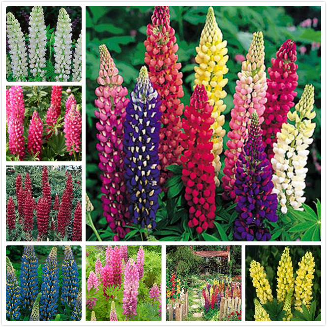 Lupino e Seus Segredos - AprendaCultivar