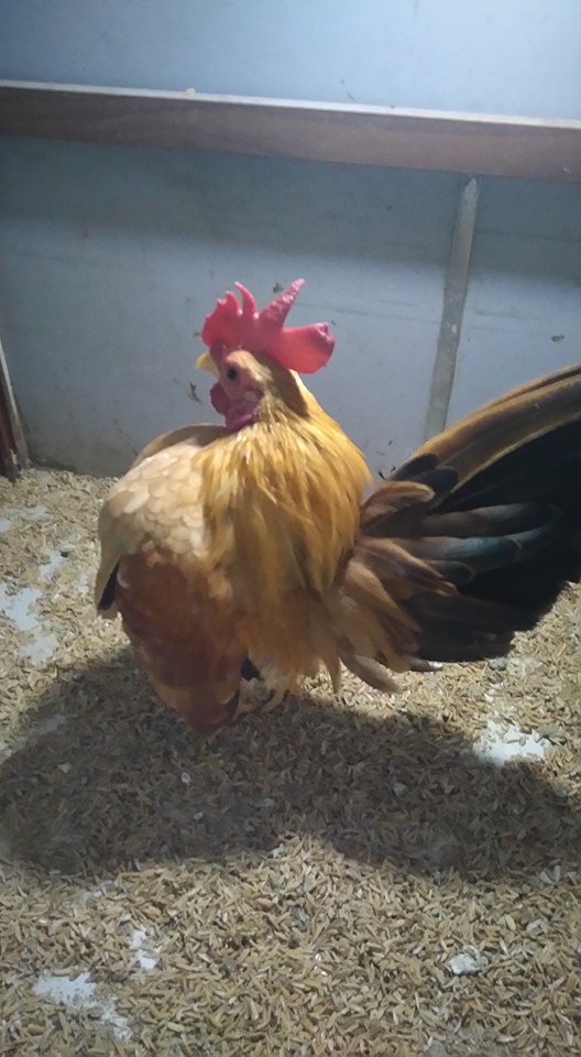 Giới thiệu một số hình ảnh gà tre Serama - Chăn nuôi gà và các giống gà ...