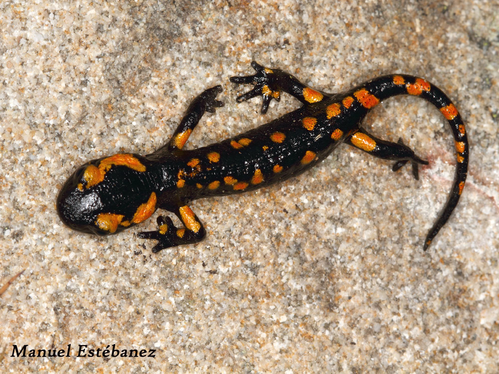 Miradas Cantábricas: Salamandra salamandra fastuosa